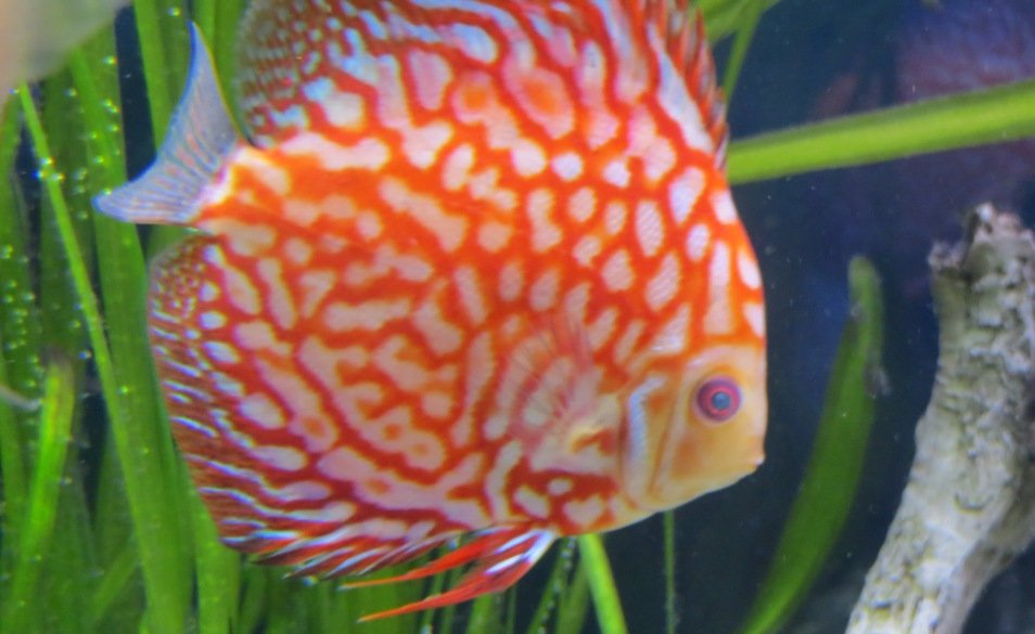 Cloudy Eye Disease In Discus Tropical Fish Discus Fish Cloudy Eye Disease In Discus Tropical Fish Discus Fish