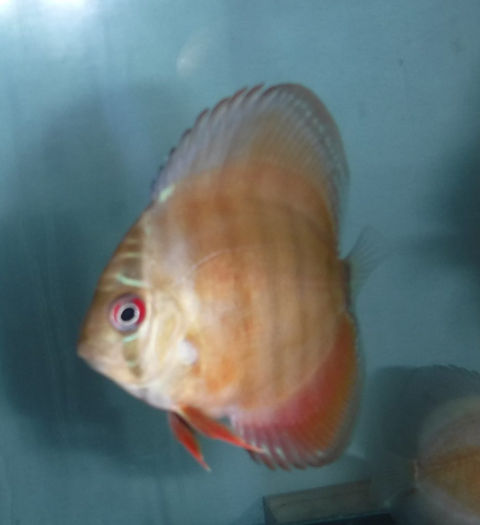 Tips Archives - Discus Fish