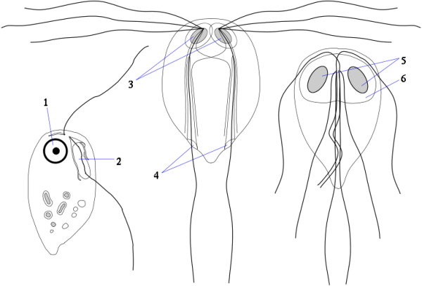 Hexamita; A Contagious Parasitic Flagellate Protozoa in Fish - Discus ...