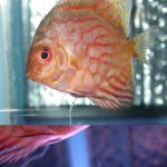 White Feces; Clear & Long Stringy Poop in Tropical Fish - Discus Fish