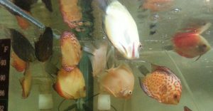 Discus Plague, aka Black Disease, is a Fatal Viral Infection - Discus Fish