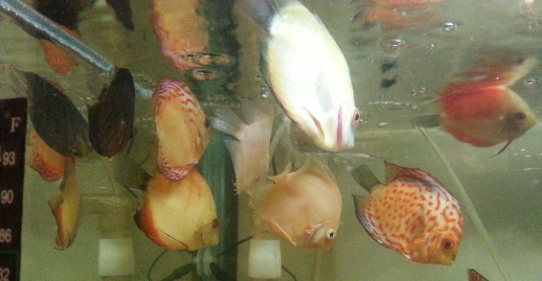 Discus Plague, aka Black Disease, is a Fatal Viral Infection - Discus ...