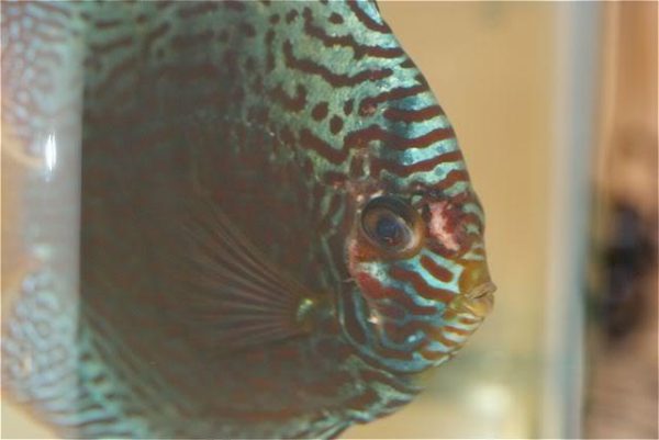Hole in the Head Disease (HITH) in Discus & Tropical Fish - Discus Fish ...