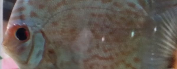 Hole in the Head Disease (HITH) in Discus & Tropical Fish - Discus Fish ...